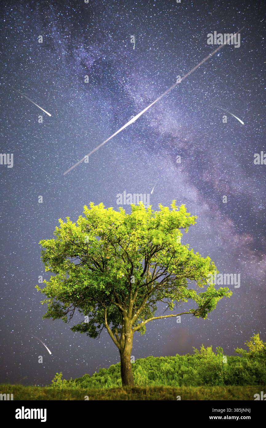 A view of a Meteor Shower and the Milky Way. Green plum tree with plums ...