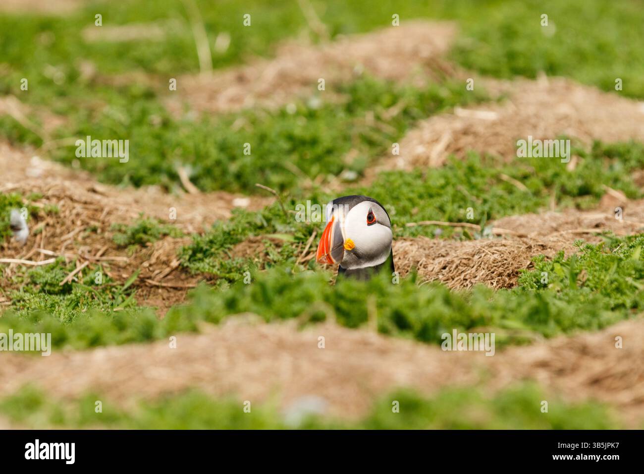 Skomer Island, Pembrokeshire, West Wales, UK. 1 May 2025. An Atlantic Puffin on the island. Over ...