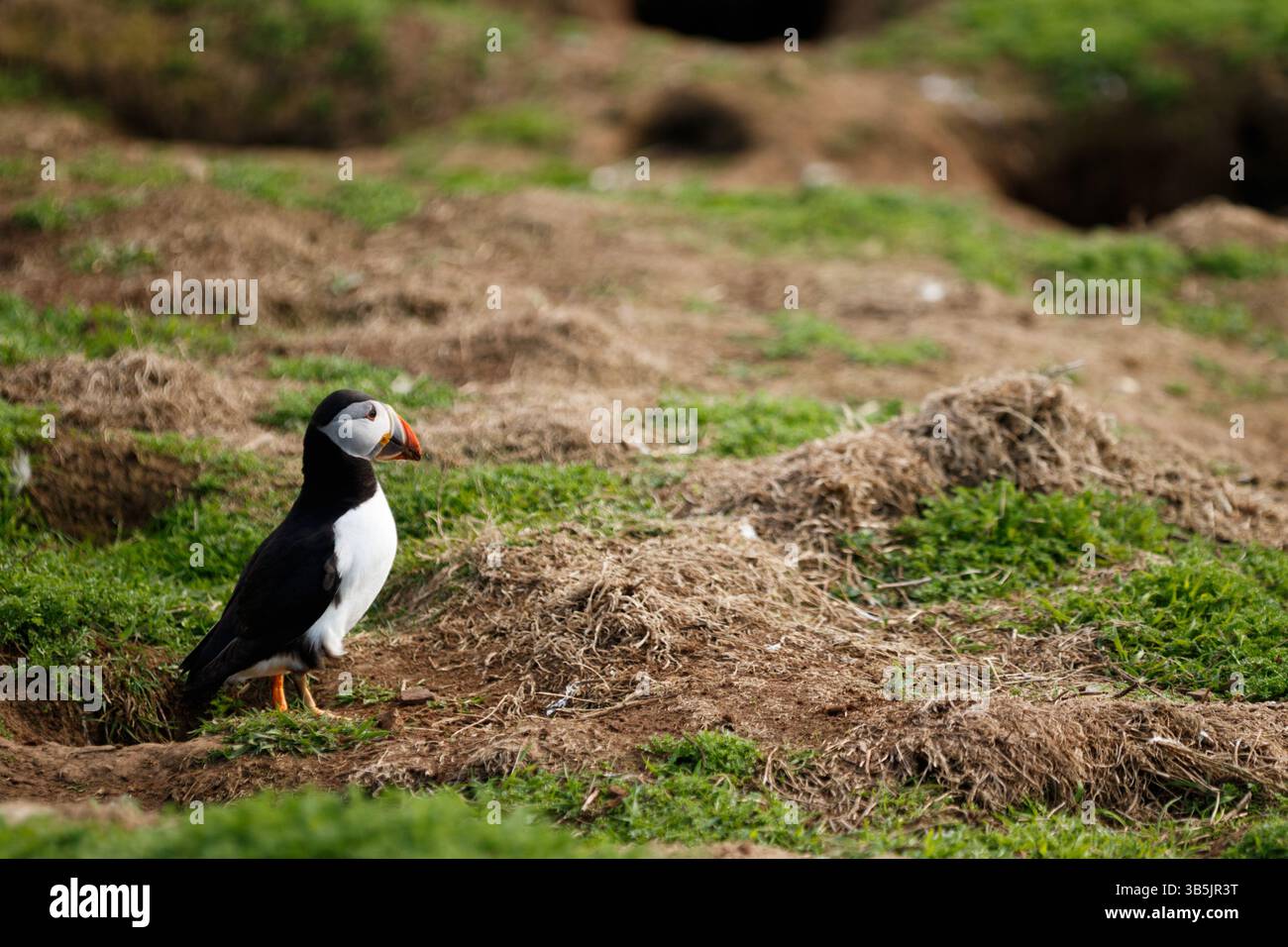 Skomer Island, Pembrokeshire, West Wales, UK. 1 May 2025. An Atlantic Puffin on the island. Over ...