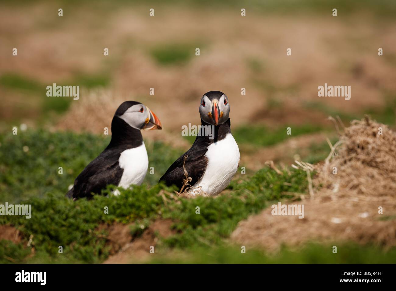 Skomer Island, Pembrokeshire, West Wales, UK. 1 May 2025. An Atlantic Puffin pair on the island ...