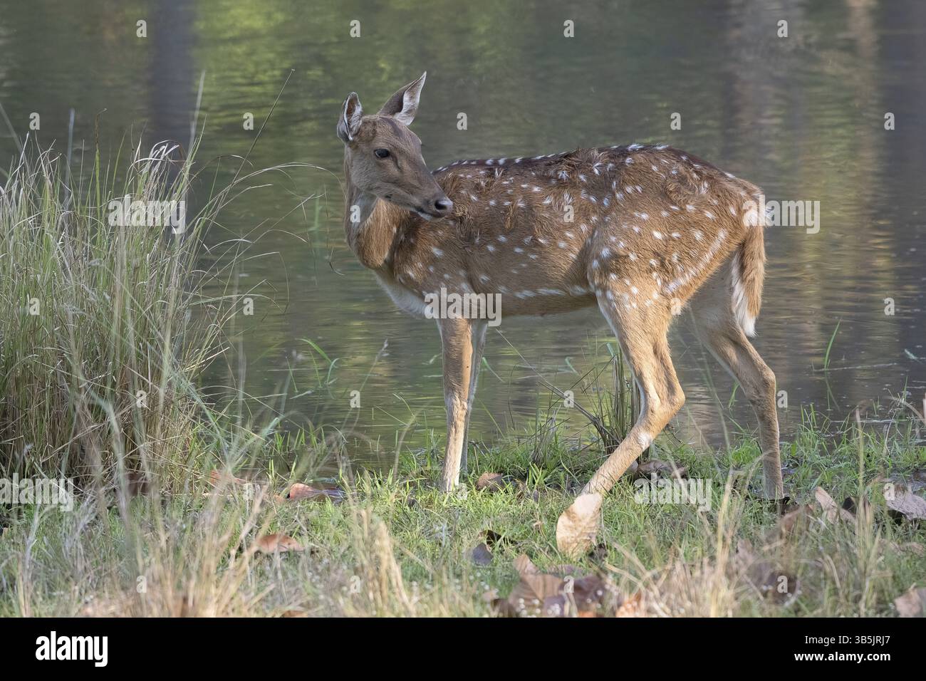 Axis deer, Chital (Axis axis), Bandhavgarh National Park, Tiger Reserve ...