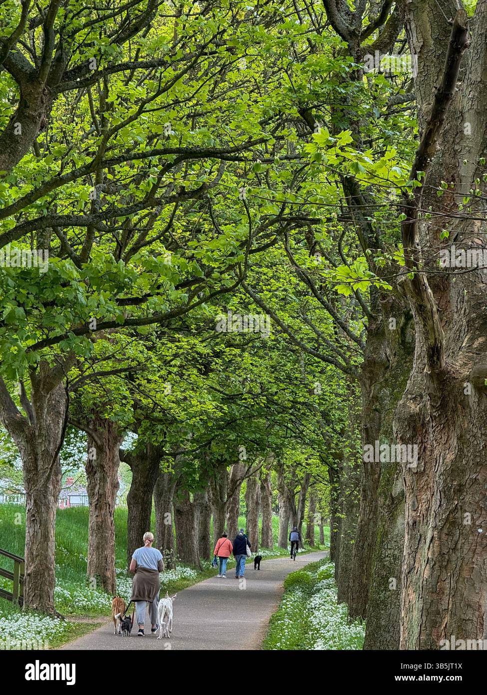 UK weather: Sunny in Preston. Walking dogs on Guild Wheel walk in ...