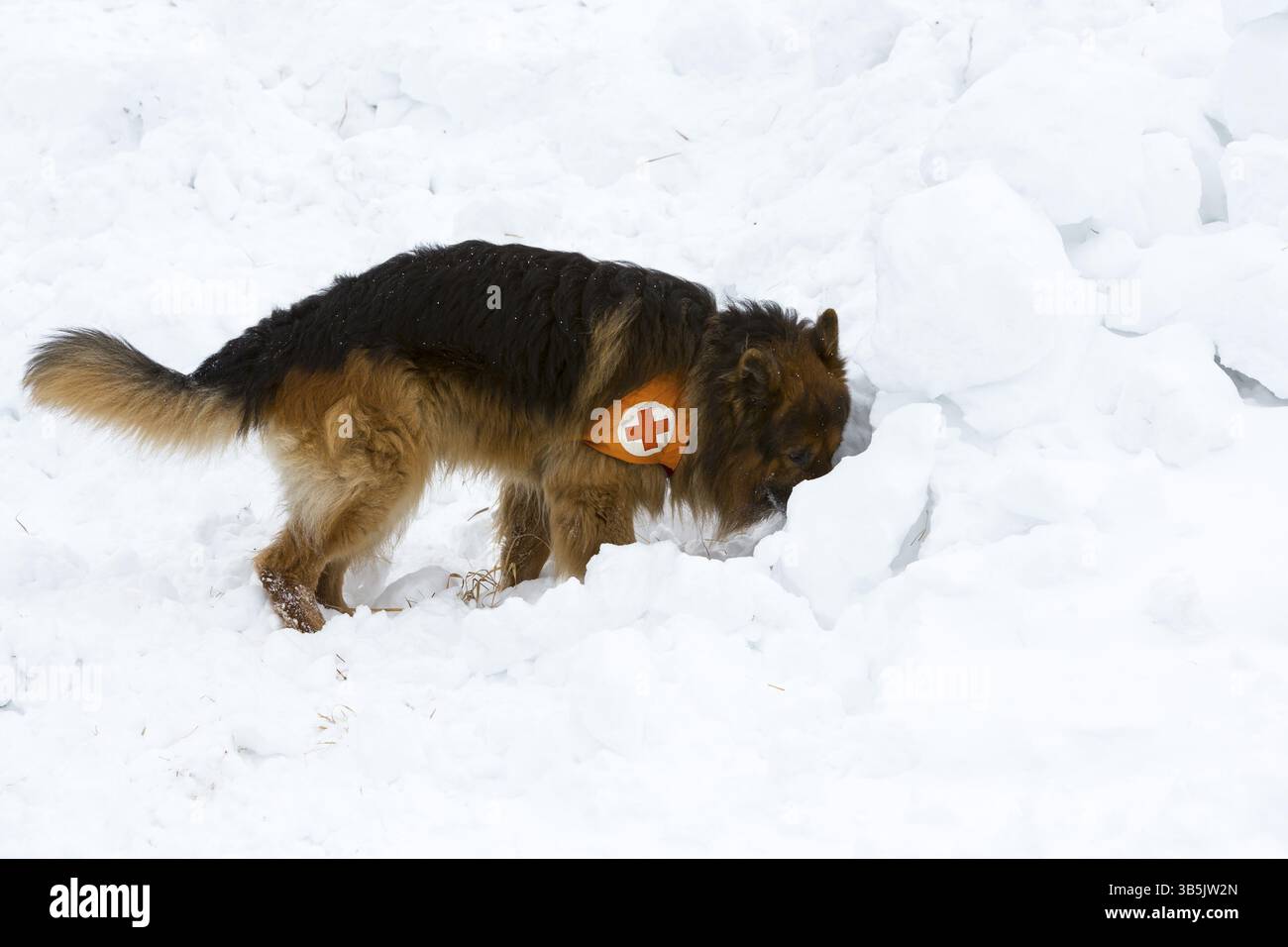 Dog rescuing human hi-res stock photography and images - Alamy