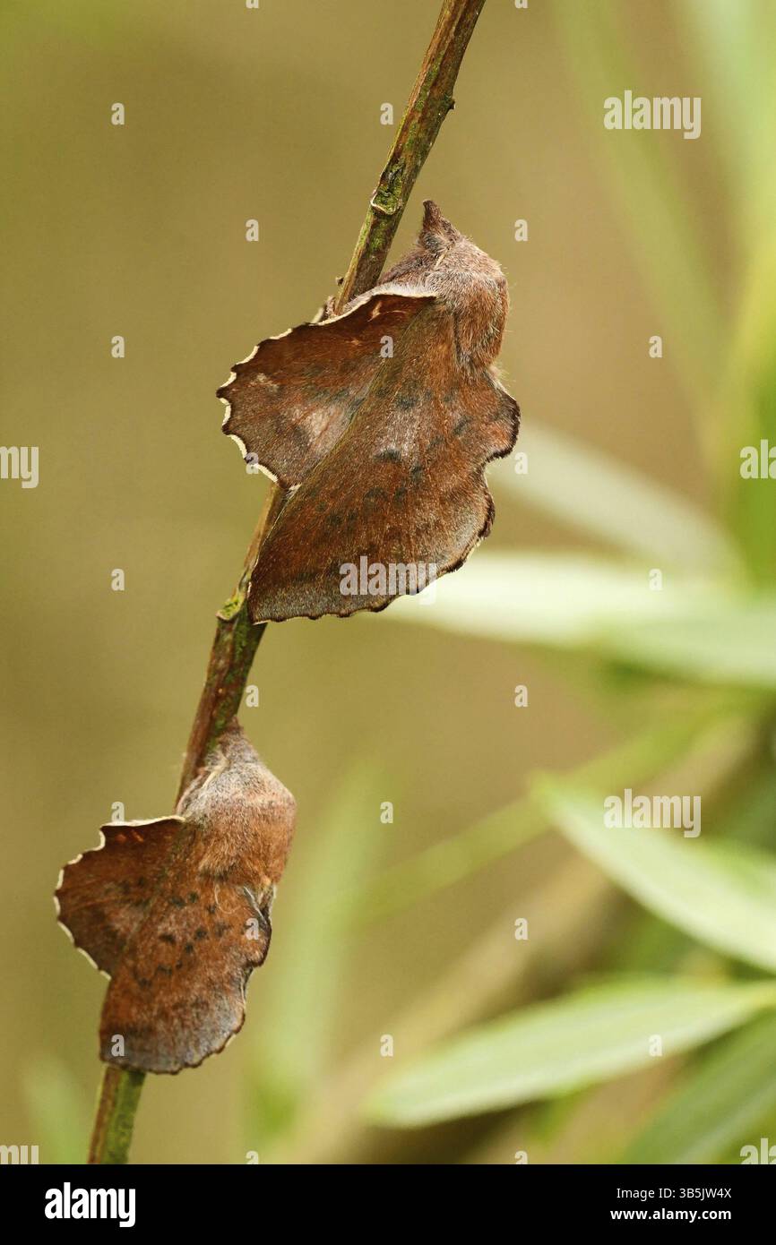 Cluck hi-res stock photography and images - Alamy