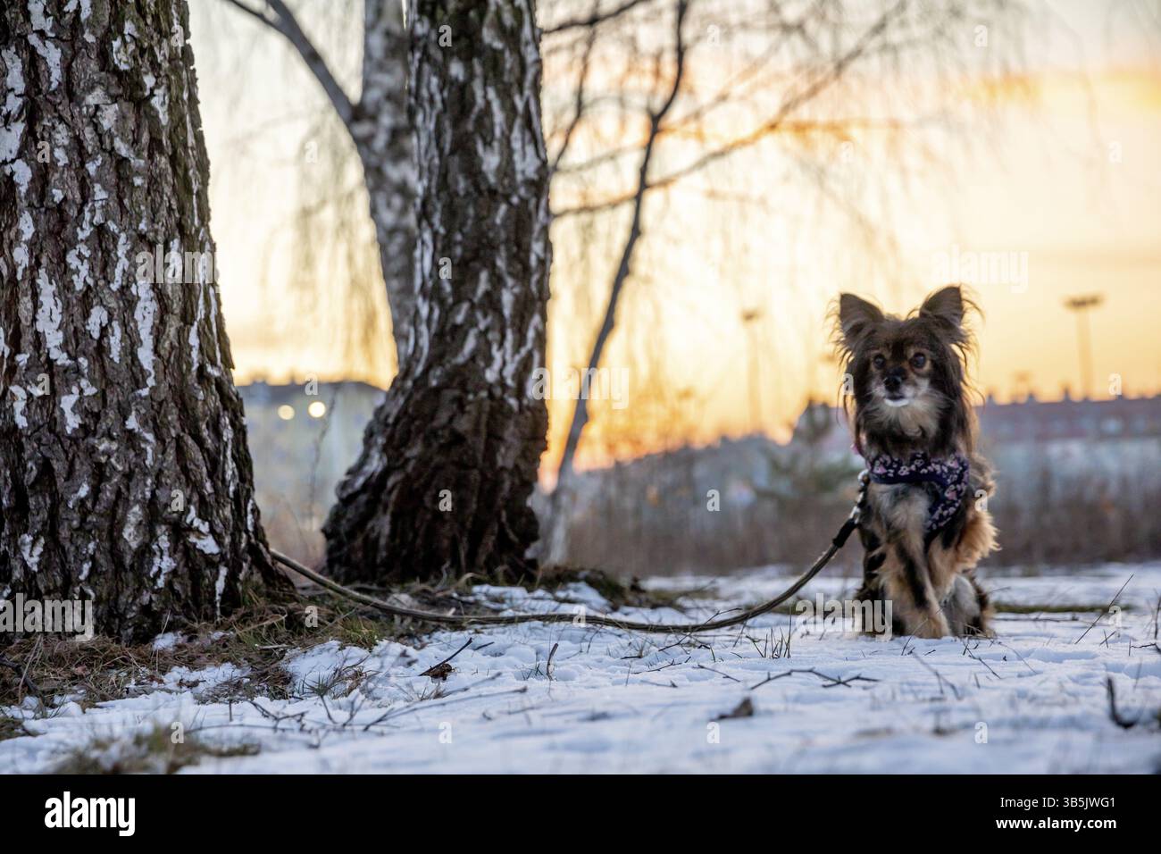 Small dog tied to a tree hi-res stock photography and images - Alamy