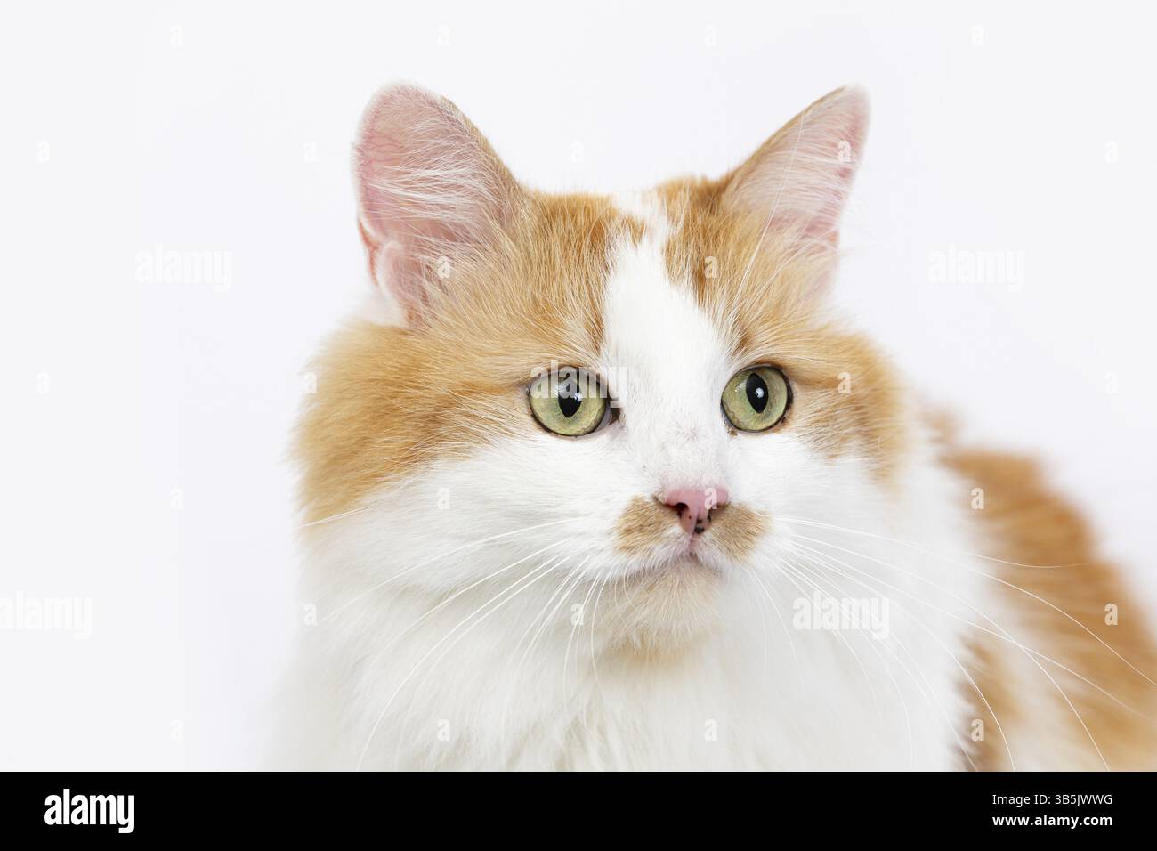 Charming portrait of a ginger and white cat, beautifully showcasing its ...