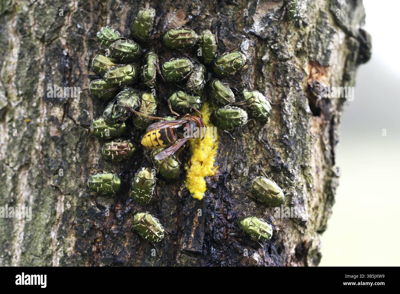 Common rps beetle (Cetonia aurata) and hornet (Vespa crabro) on an ...