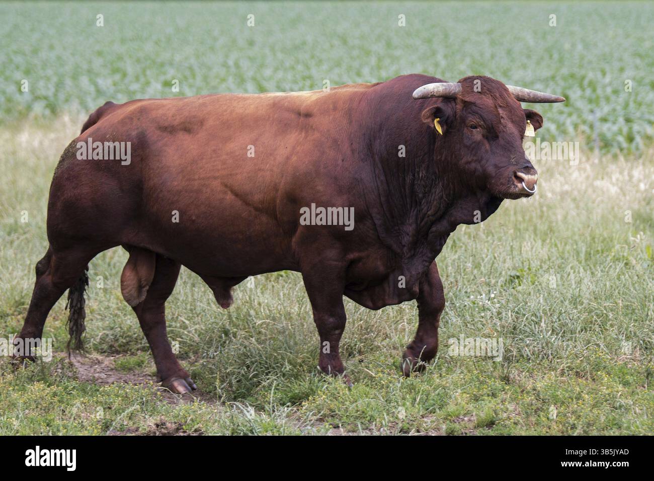 Dead cattle bull on the pasture Stock Photo - Alamy