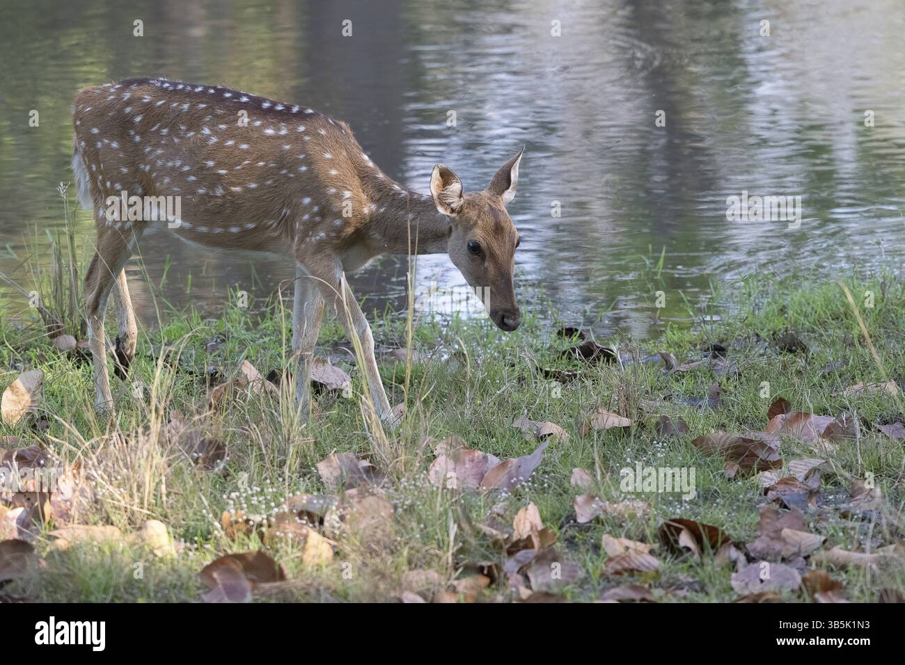 Axis deer, Chital (Axis axis), Bandhavgarh National Park, Tiger Reserve ...