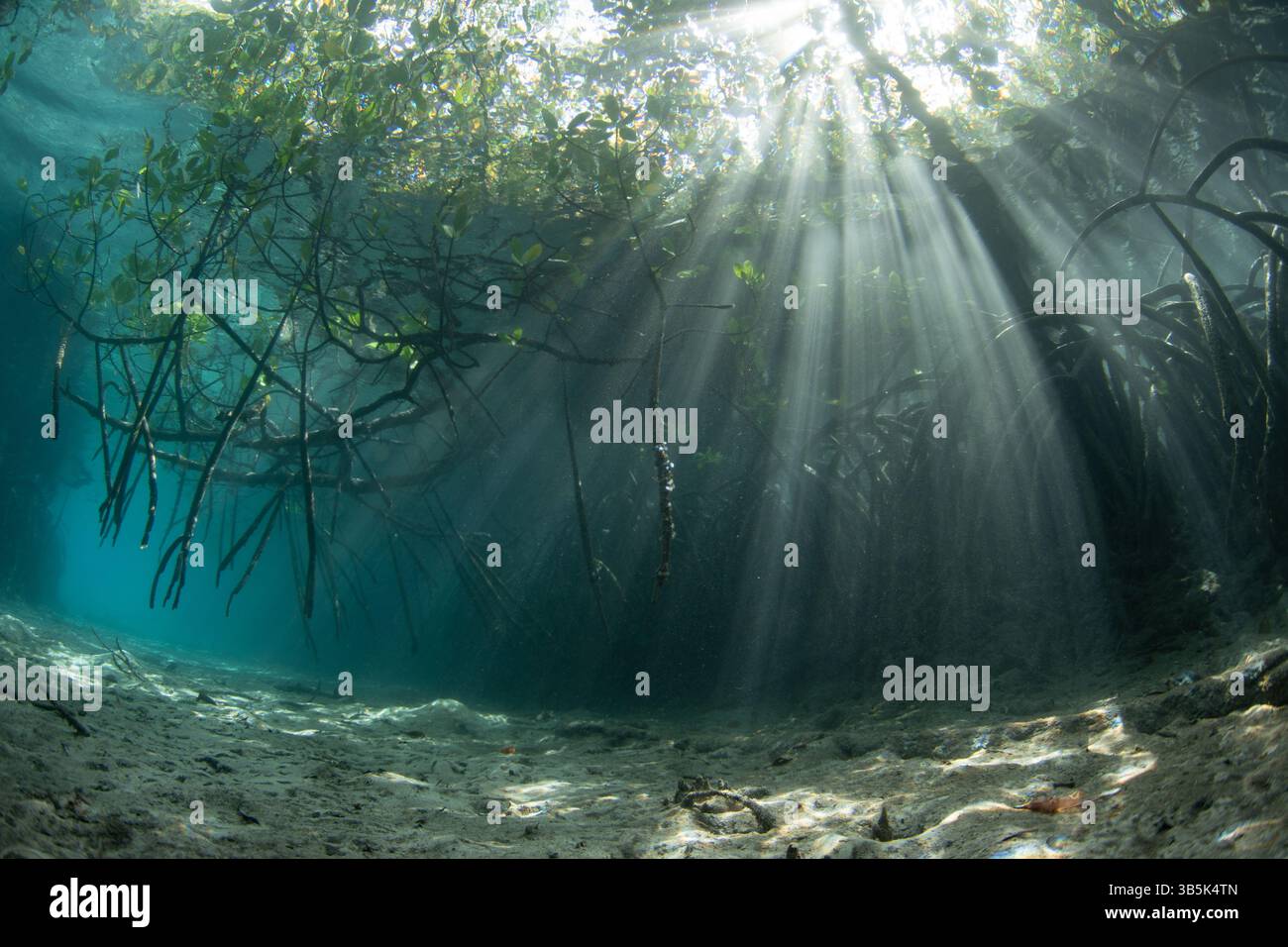 Beams of bright light filter into a shadowed mangrove forest in Misool ...