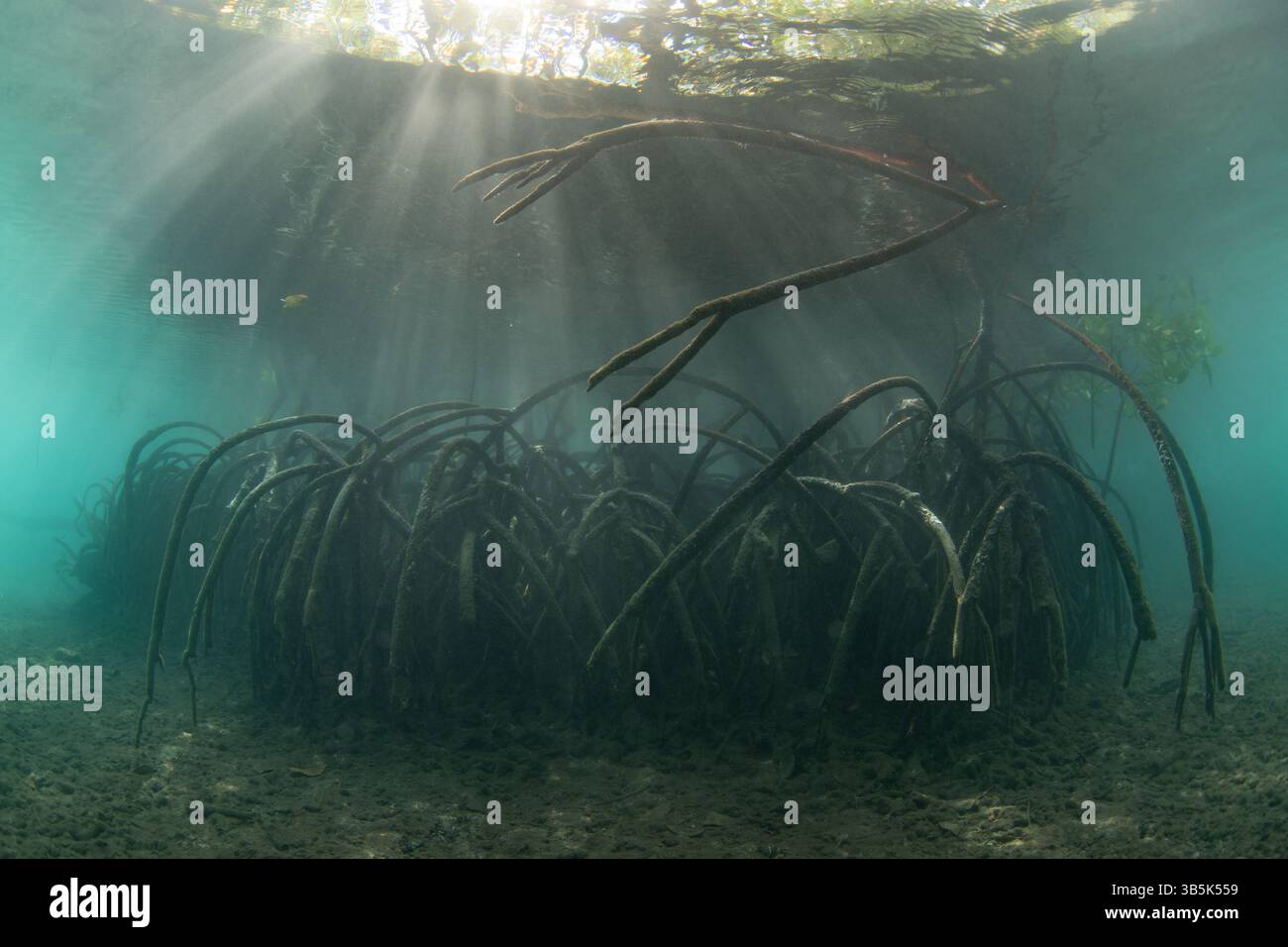 Beams of bright light filter into a shadowed mangrove forest in Misool ...