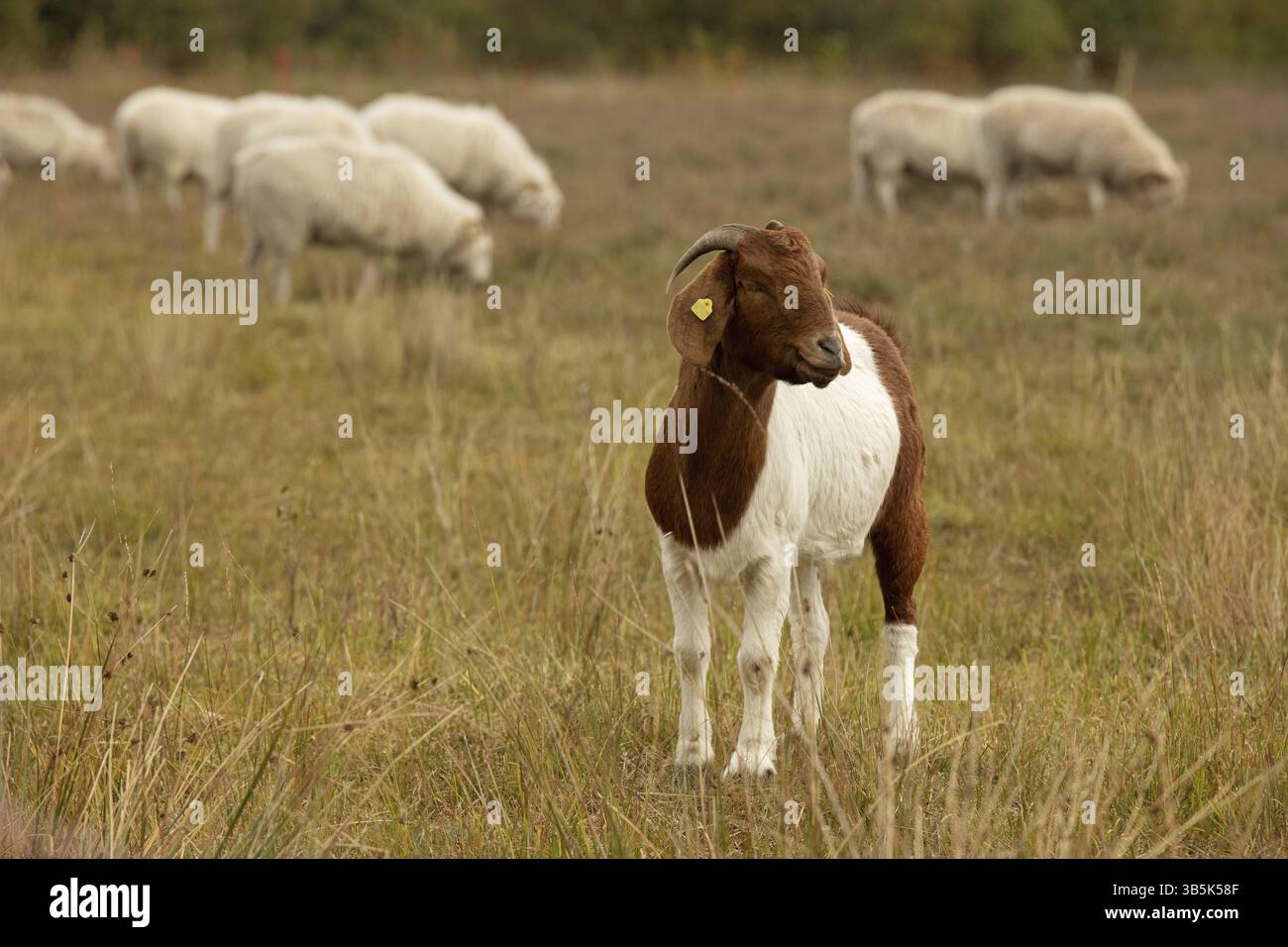 Boer goat tending the landscape in the moor Stock Photo - Alamy