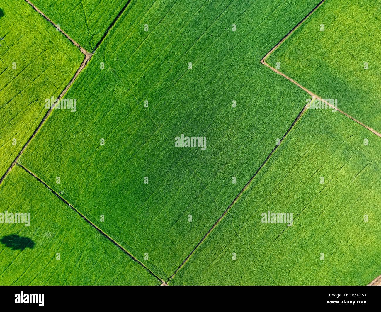 Aerial view lush green rice field. Sustainable agriculture landscape ...