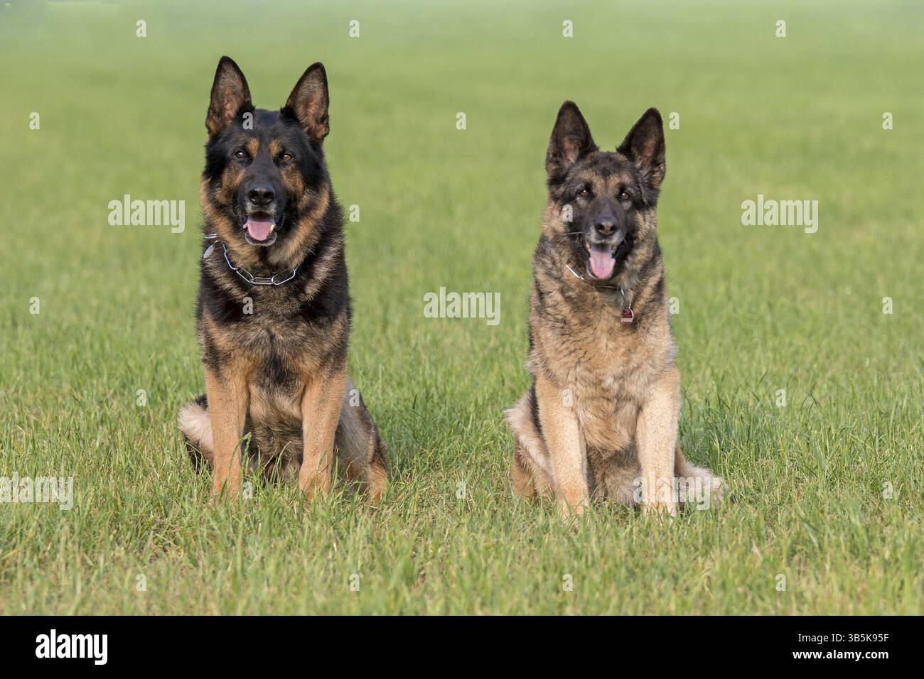 Two seated shepherds hi-res stock photography and images - Alamy