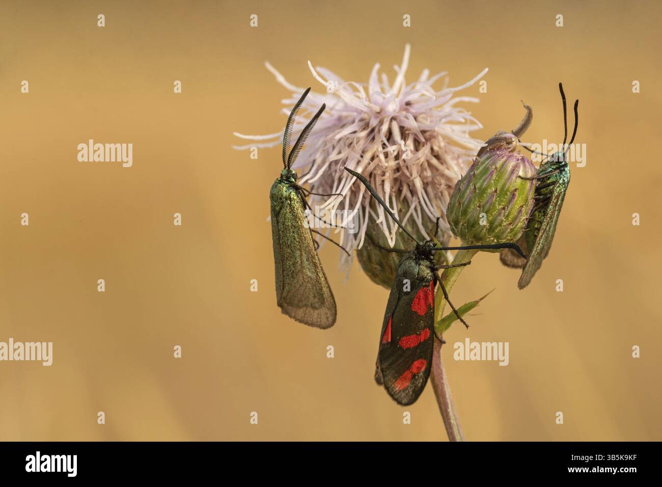 Dock green violet (Adscita statices) and six-spotted violet (Zygaena ...