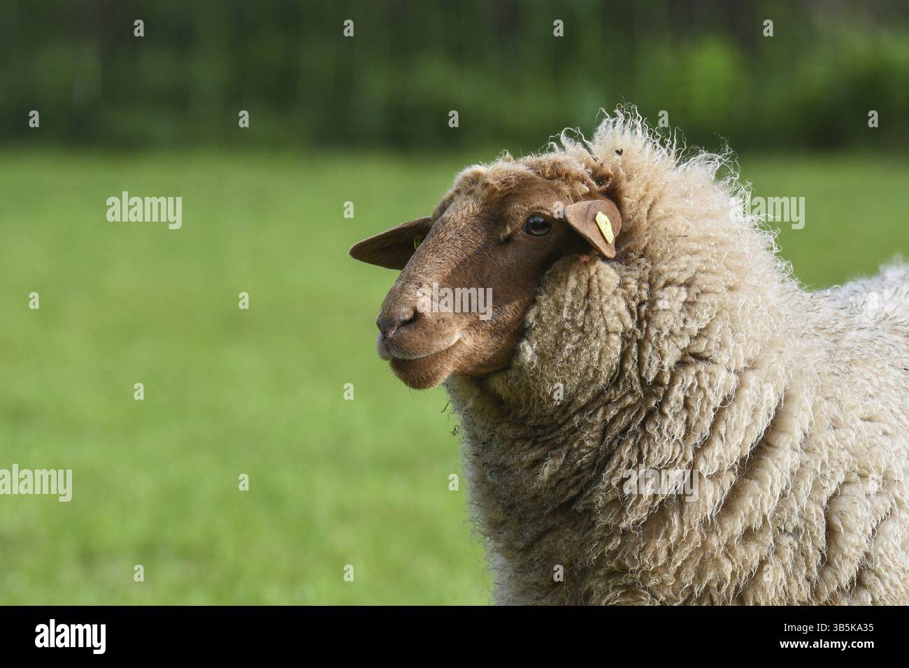 Portrait sheep head in hi-res stock photography and images - Alamy