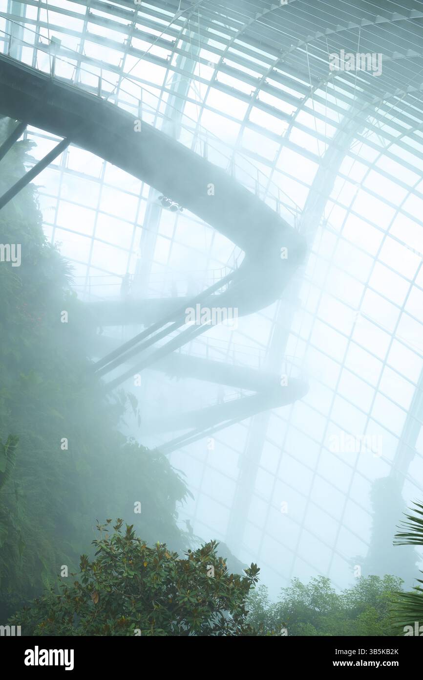 Lush vegetation thrives under a misty canopy in the cloud forest at ...