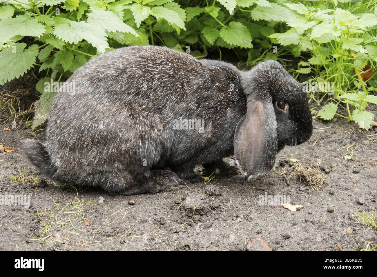 Meissen ram rabbits in the run Stock Photo - Alamy