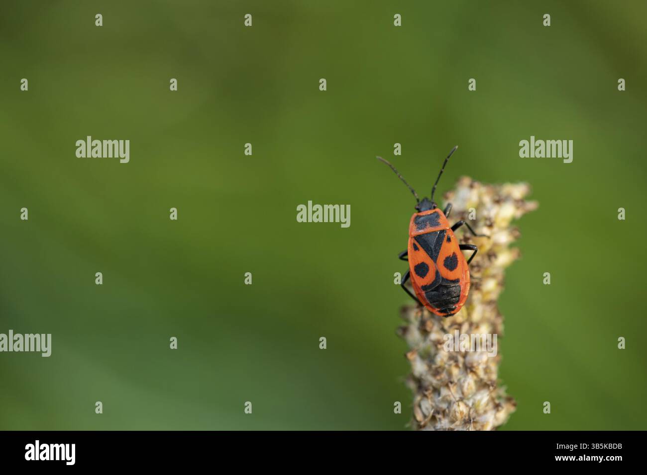 Common fire bug (Pyrrhocoris apterus Stock Photo - Alamy