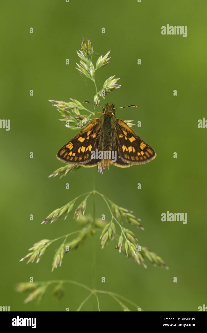 Chequered skipper (Carterocephalus palaemon Stock Photo - Alamy