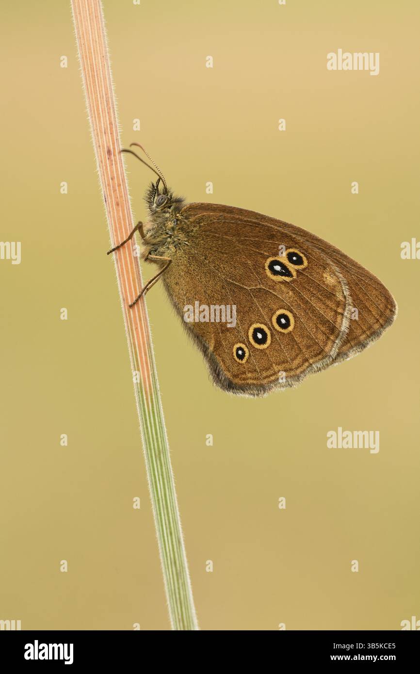 Brown woodland bird in roosting position on a stalk Stock Photo - Alamy