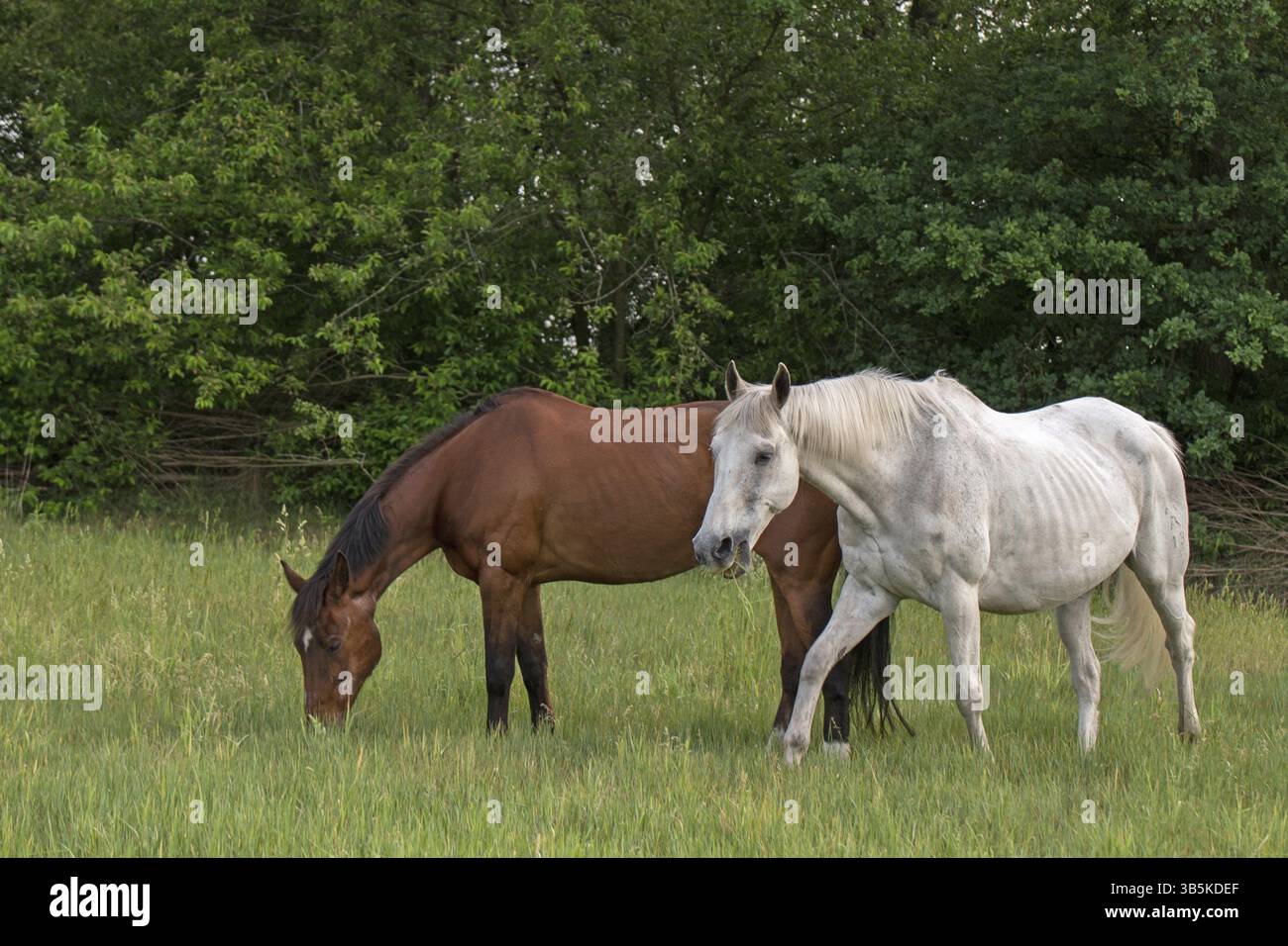 Two adult horses one foal hi-res stock photography and images - Alamy