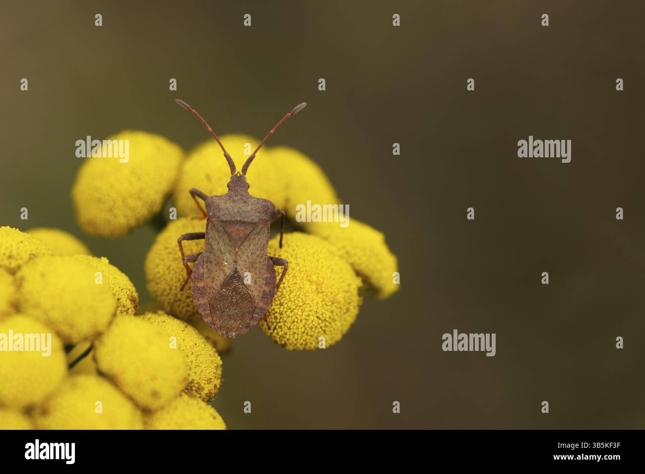 Leather bug (Coreus marginatus Stock Photo - Alamy