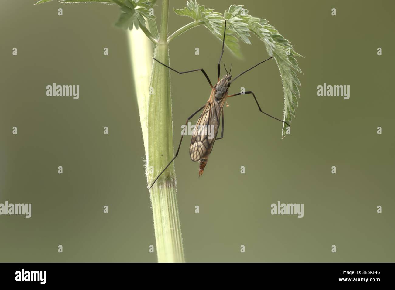 Giant snake (Tipula maxima Stock Photo - Alamy