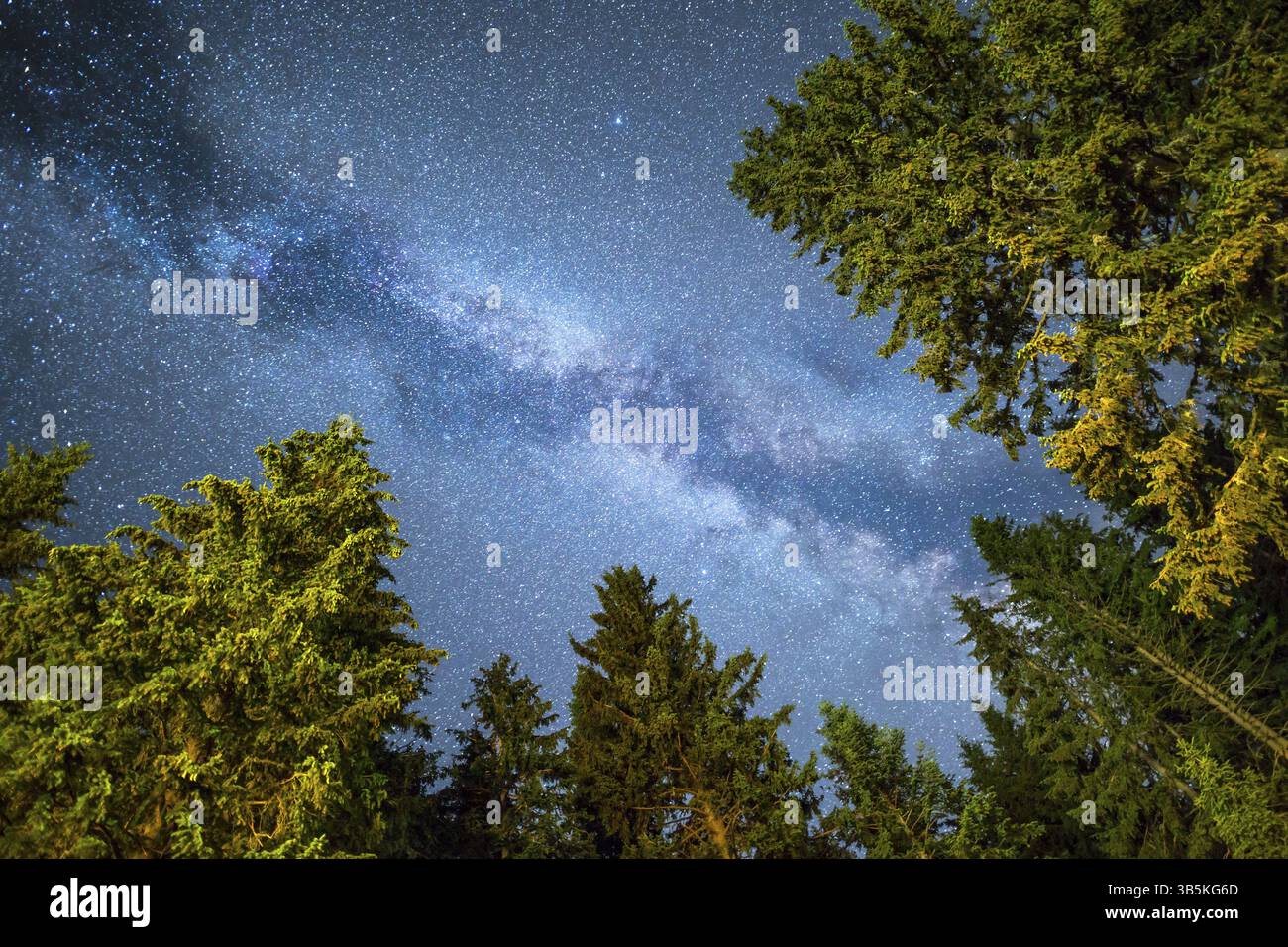 A view of a Meteor Shower and the Milky Way with a pine trees forest ...
