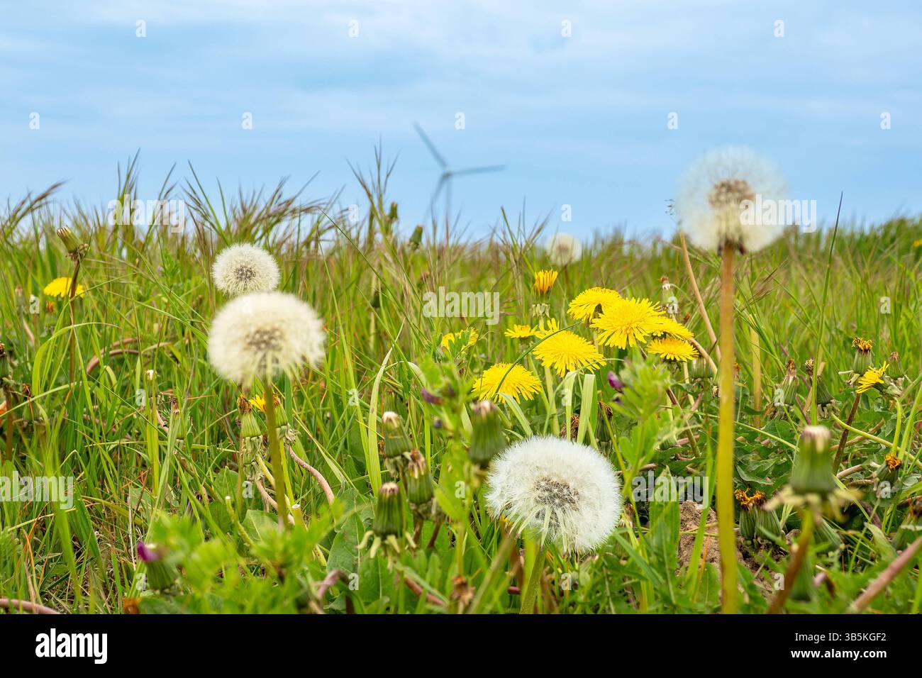 Löwenzahn ist kein Unkraut - 02.05.2025: Im Volksmund wird der ...