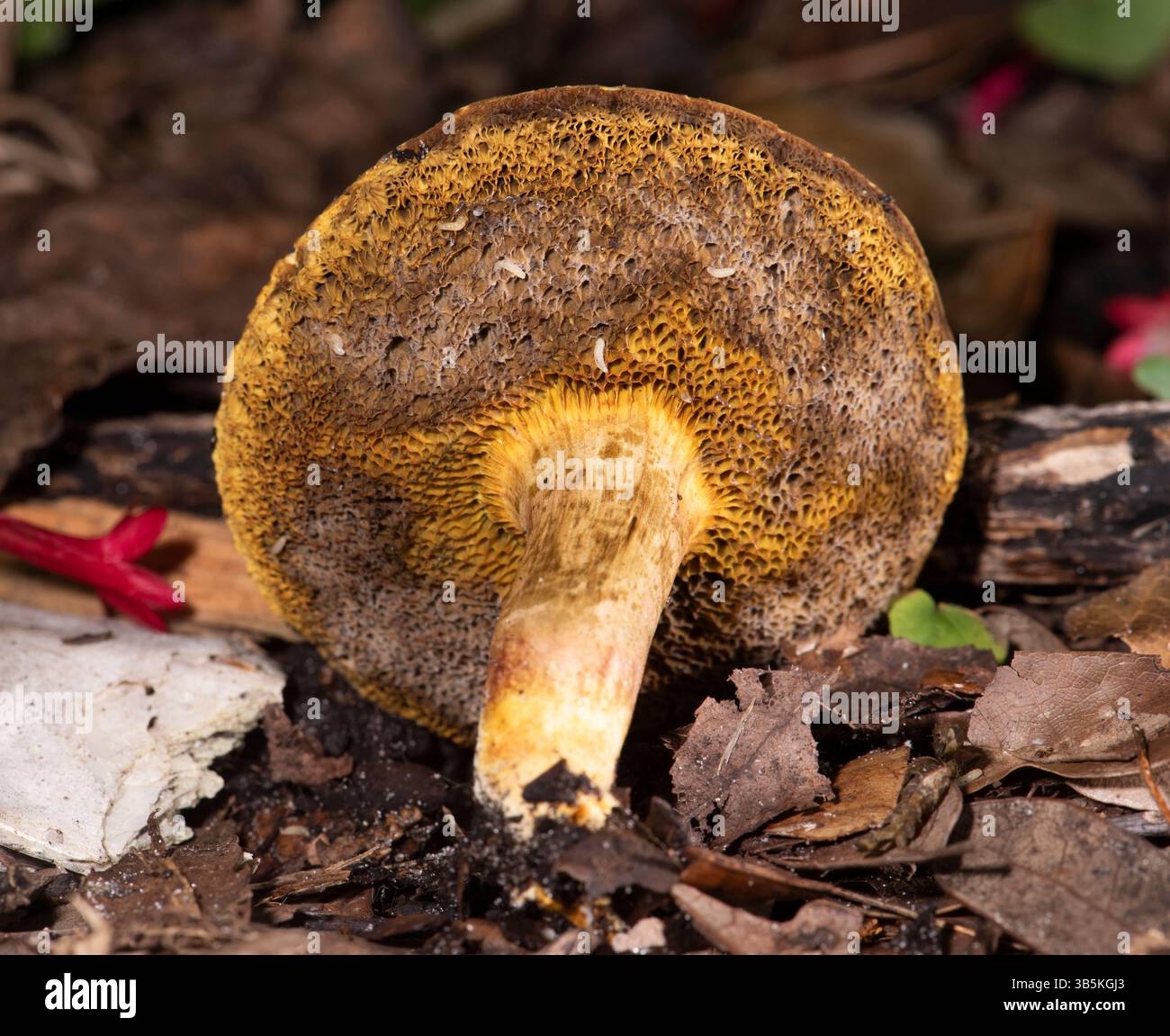 No common name for this Bolete. St Petersburg, FL. Found at base of ...