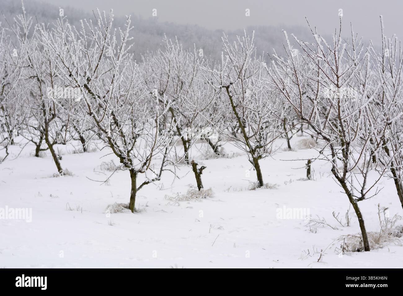 Peach stone planting hi-res stock photography and images - Alamy