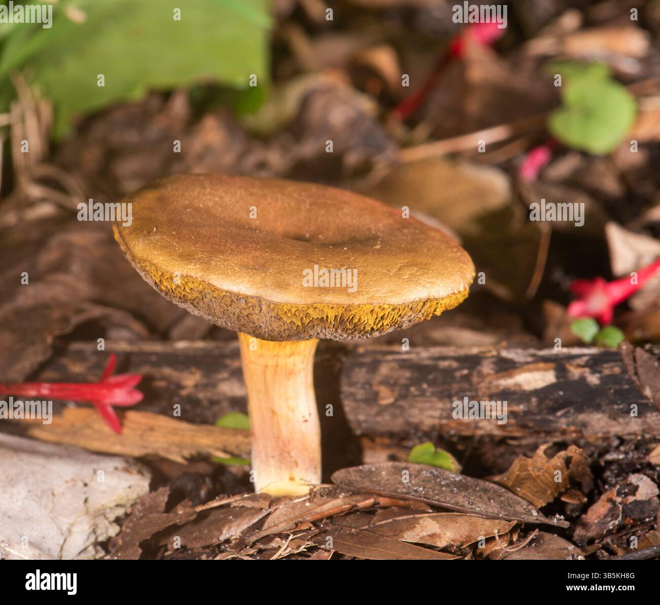 No common name for this Bolete. St Petersburg, FL. Found at base of ...