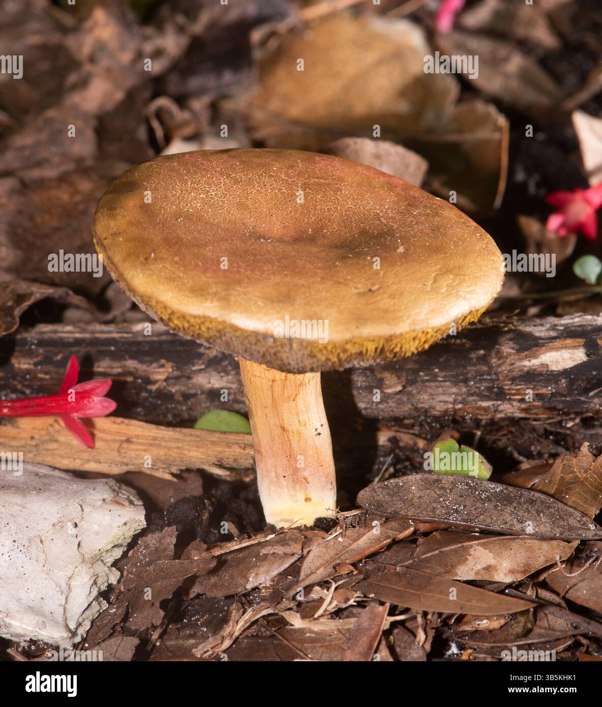 No common name for this Bolete. St Petersburg, FL. Found at base of ...