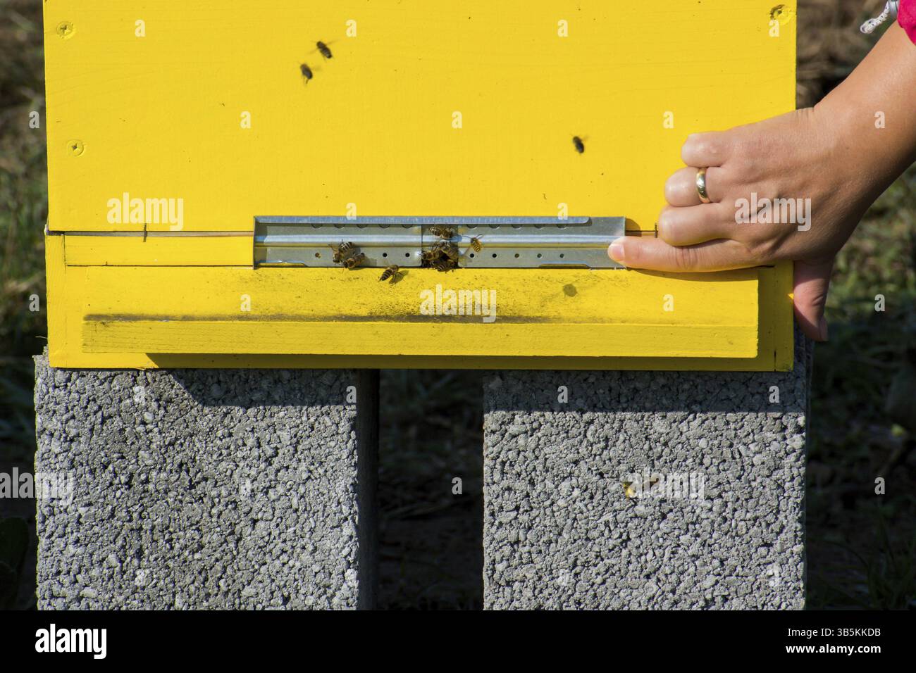 Female hand opening beehive. Hives in an apiary. Bees flying to the ...