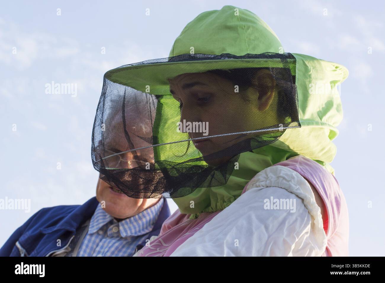 Woman beekeeper looks after bees in the hive with senior beekeeper ...