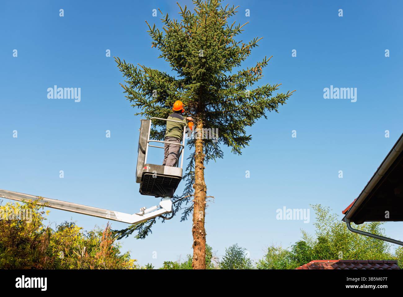 Arborist Trimming Tall Spruce Tree with Chainsaw from Elevated Platform ...