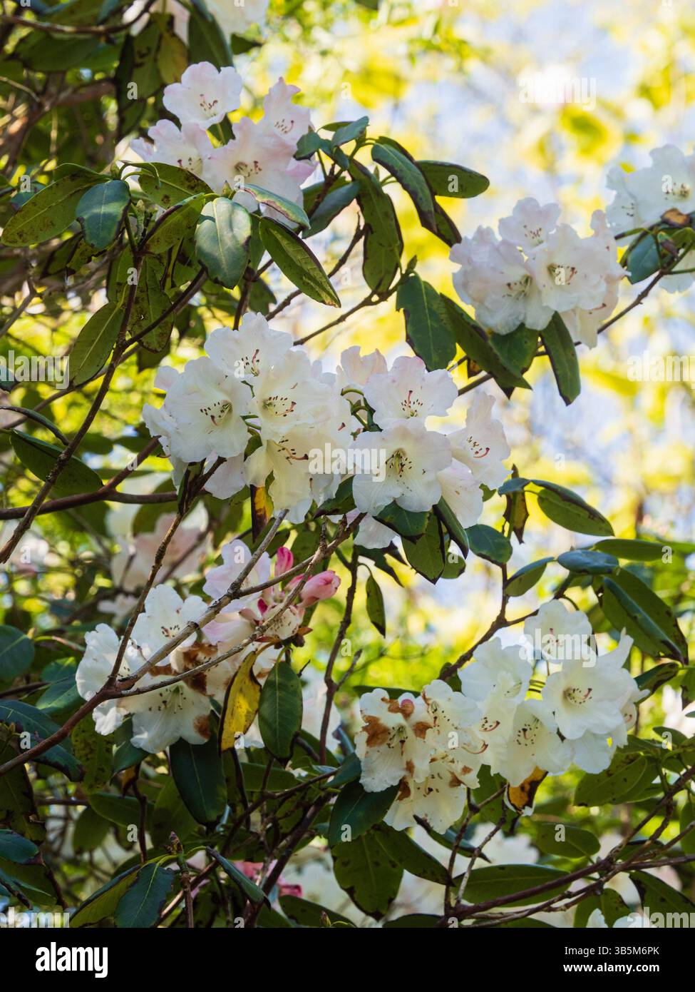 White flowers in the large trusses of the hardy evergreen tree ...