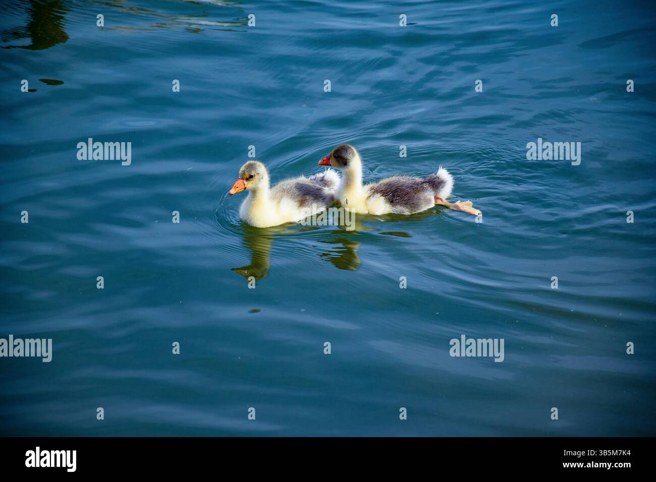 Duck ducklings on pond in hi-res stock photography and images - Alamy
