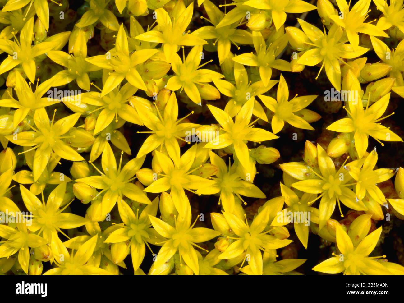 Biting Stonecrop / Wallpepper (Sedum acre) close-up of plants growing ...