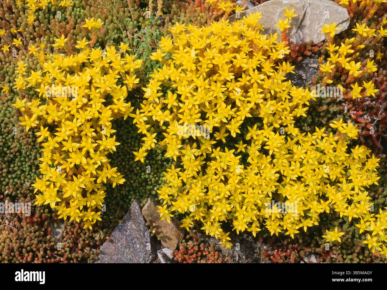 Biting Stonecrop / Wallpepper (Sedum acre) growing between loose rock ...