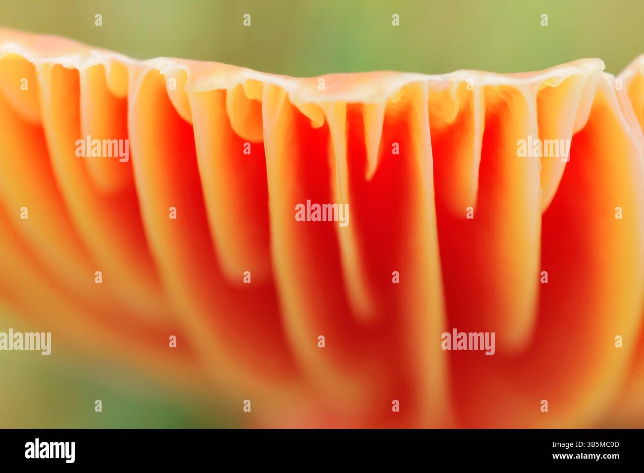 Crimson waxcap fungi (Hygrocybe punicea) close-up of rim of cap showing ...