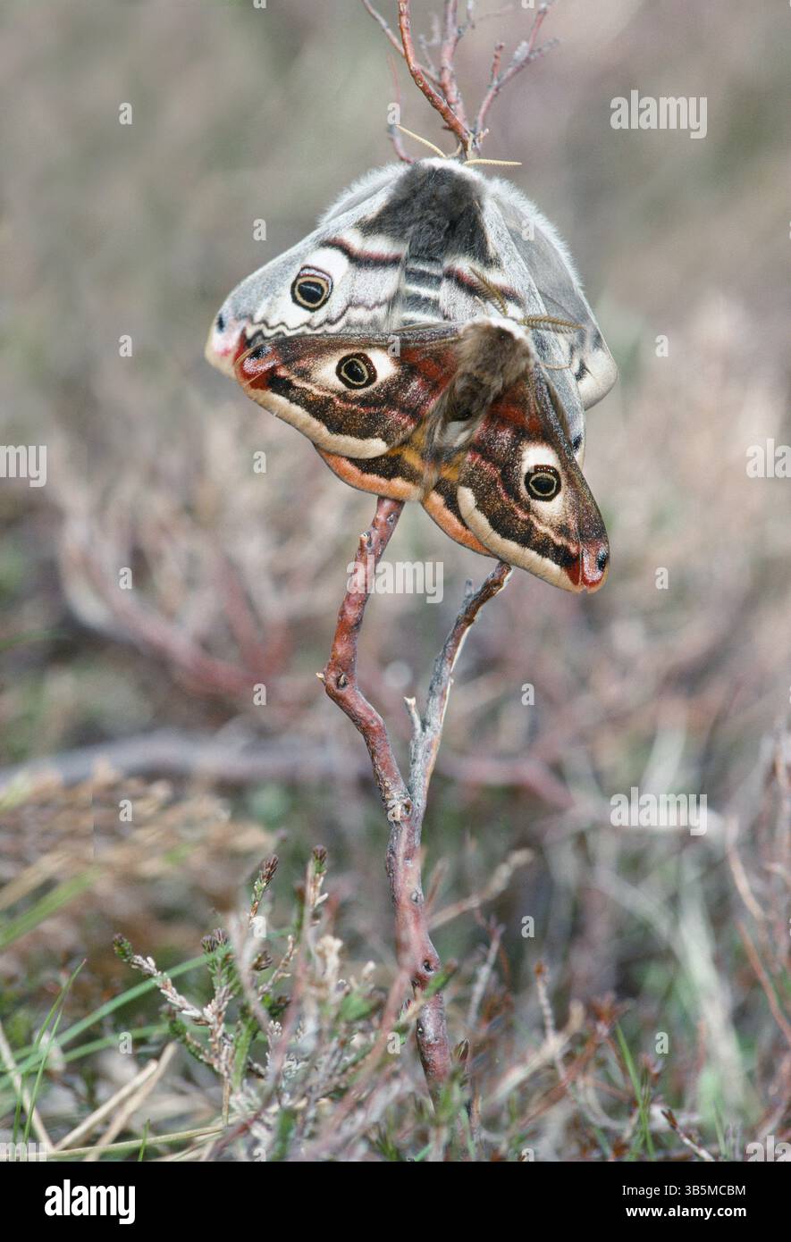 Emperor Moth (Saturnia pavonia) male and female mating while perched on ...