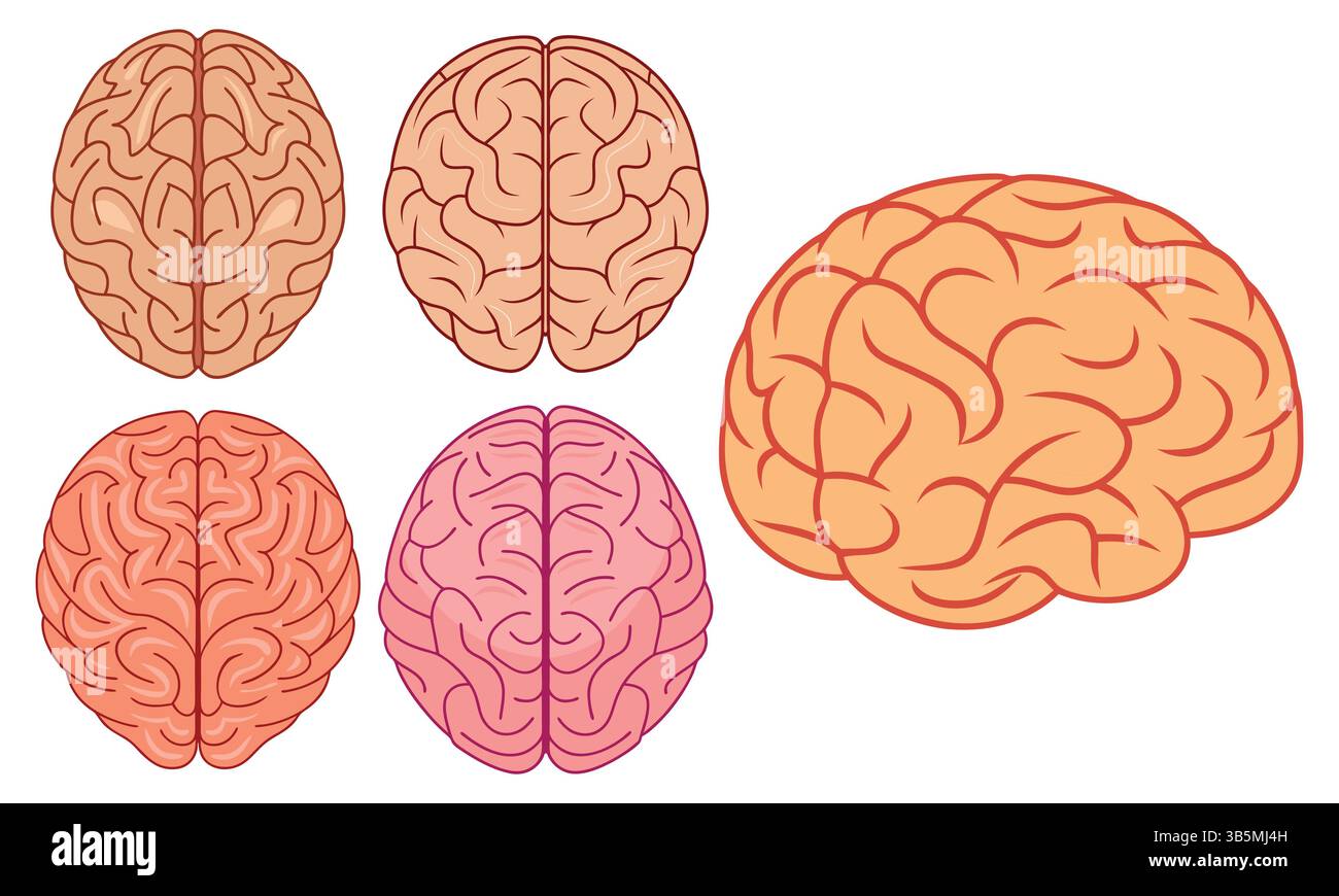 Colorful Illustration of Different Human Brains Stock Vector Image ...