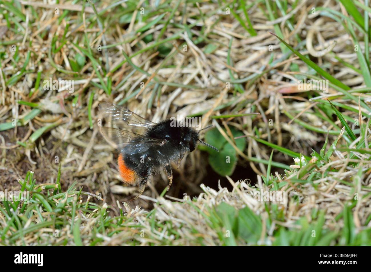 Red-tailed Bumblebee (Bombus lapidarius) hovering above entrance to ...