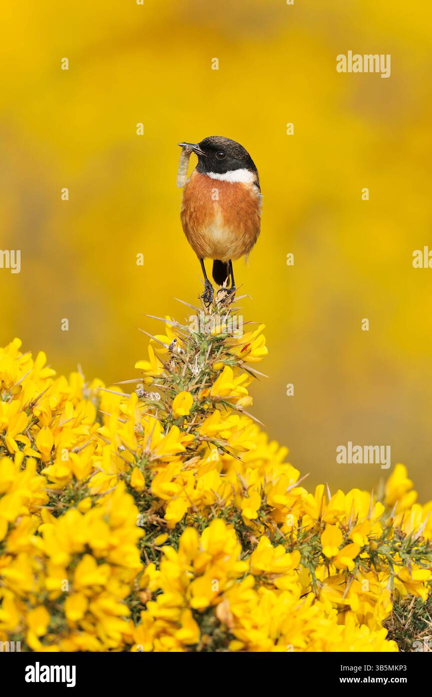Stonechat (Saxicola torquata) male bird on lookout perch on gorse bush ...