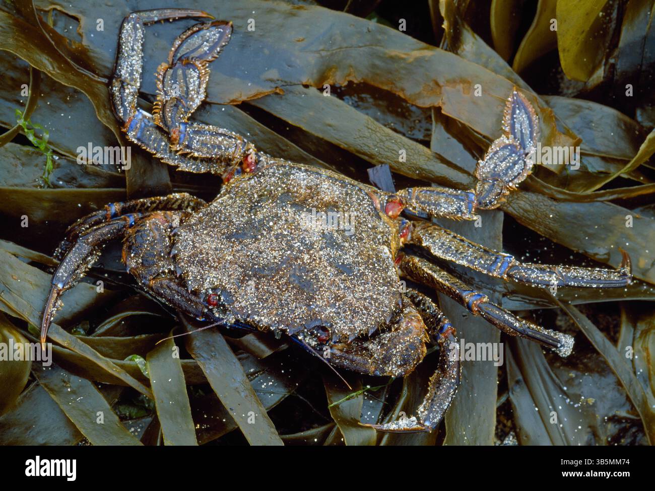 Velvet Swimming Crab (Necora puber) washed-up on shore, Mainland Orkney ...