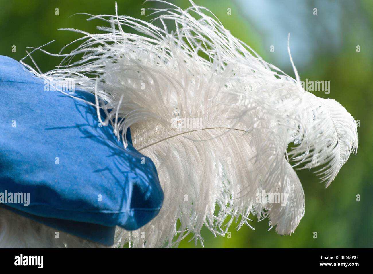 Close-up of blue renaissance hat adorned with white feather Stock Photo ...