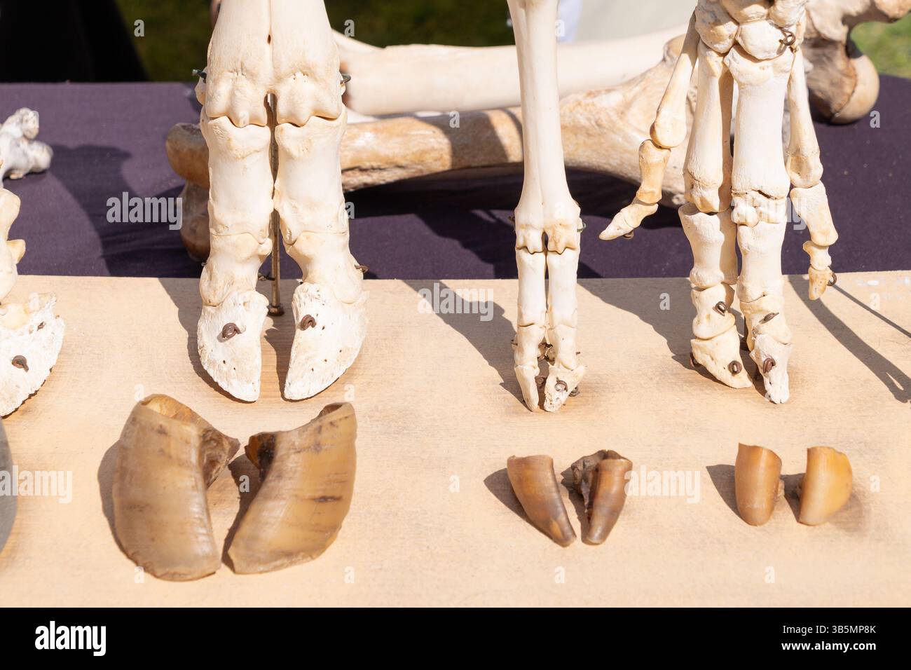 Hoofed animal anatomy hi-res stock photography and images - Alamy