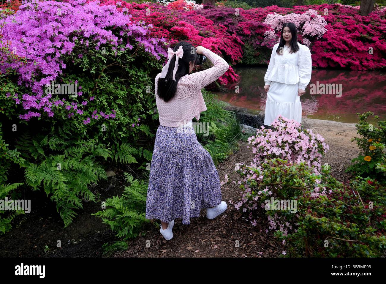 People have their photos taken in front of the Azaleas in Richmond Park ...